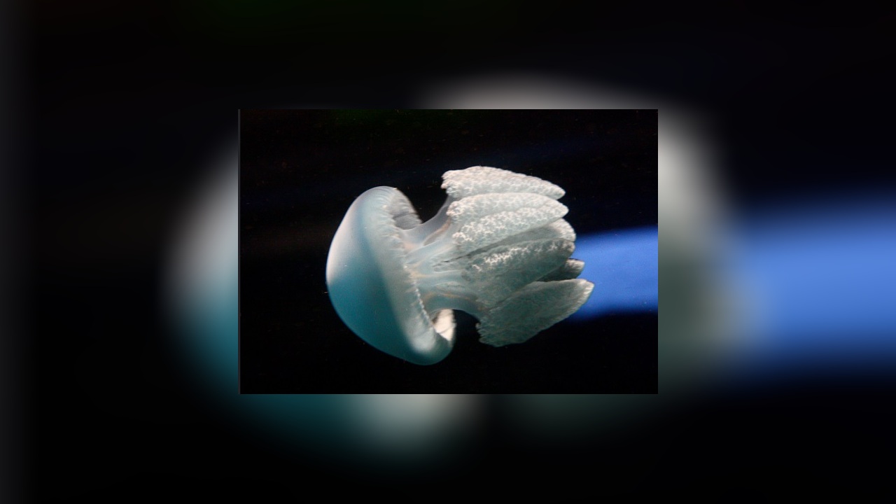 Catostylus mosaicus Jelly Blubber-Quallen