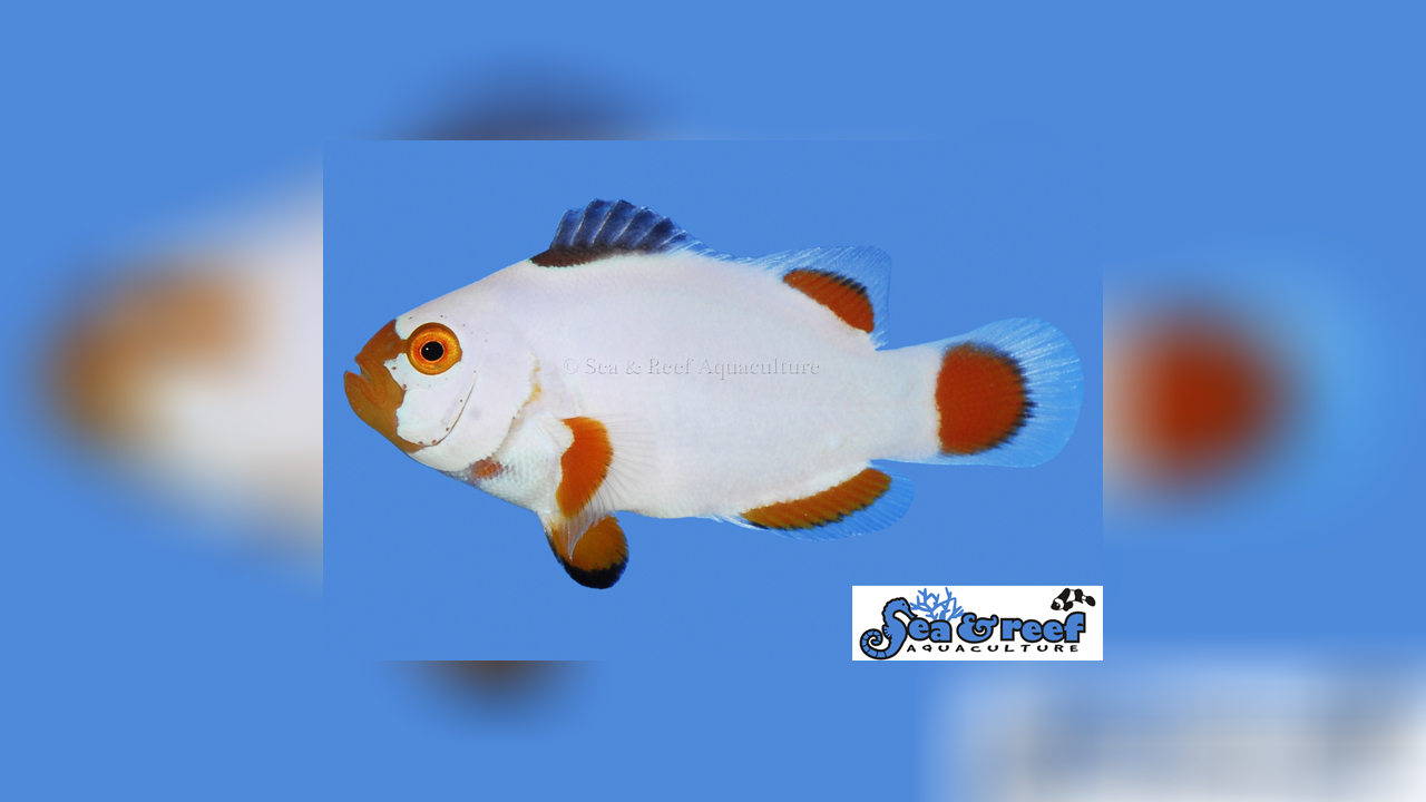 Zuchtformen 50 Maine Blizzard Clownfish