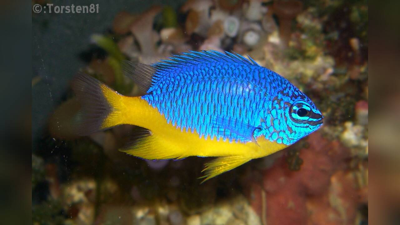 Chrysiptera hemicyanea Azure demoiselle