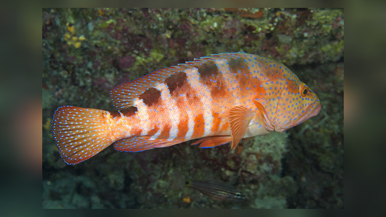 Epinephelus sexfasciatus Zackenbarsch