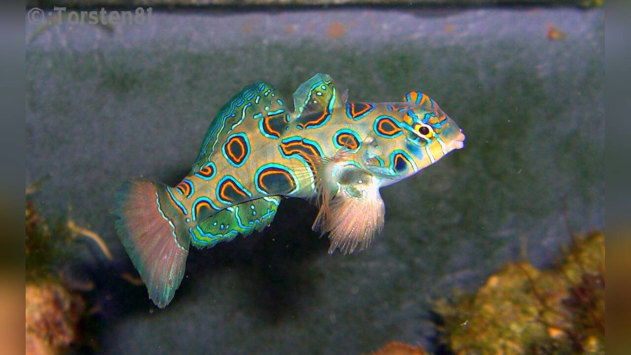 Synchiropus picturatus Mandarin bariolé