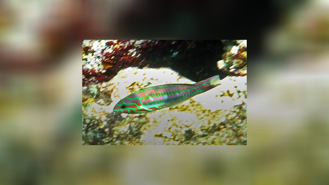 Thalassoma quinquevittatum Fivestripe wrasse, Five striped surge wrasse ...