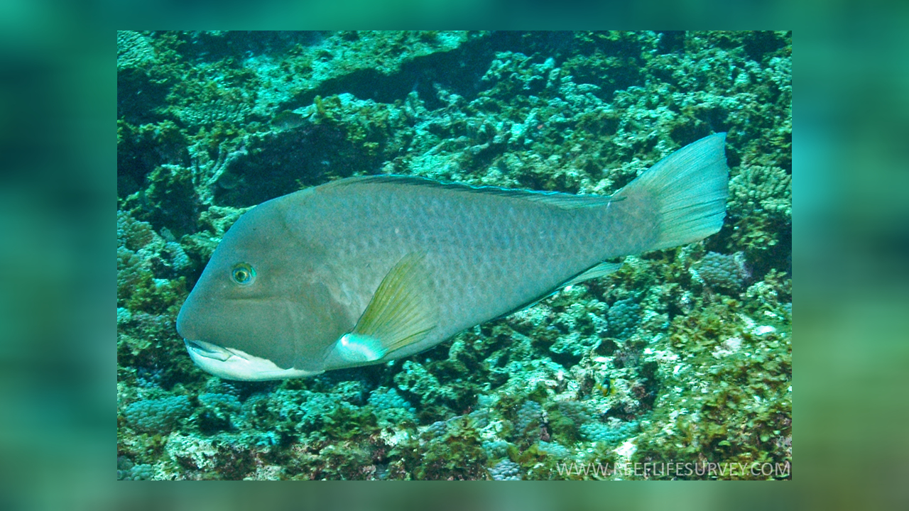 Choerodon rubescens Baldchin groper , Westralian Baldchin Groper, Venus ...