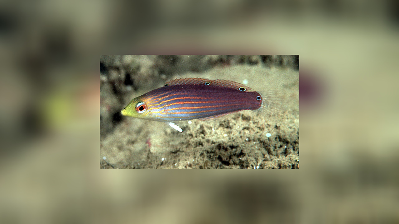 Halichoeres chlorocephalus Greenhead wrasse