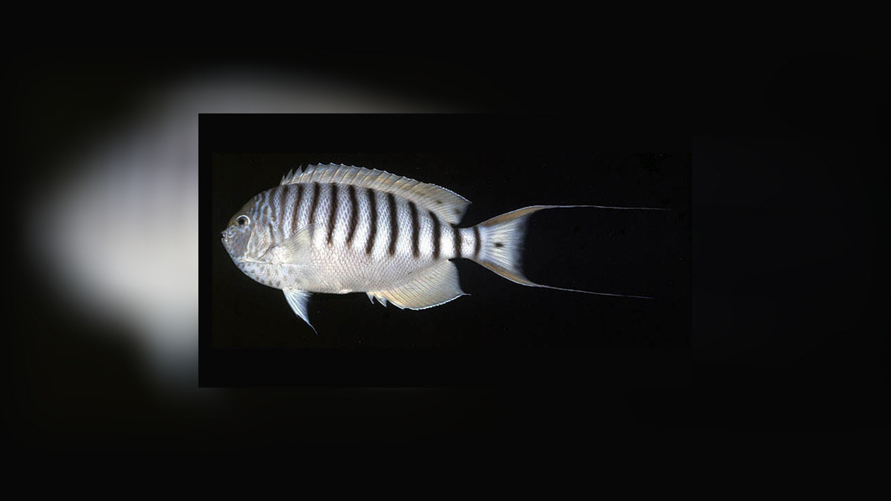 Genicanthus spinus Pitcairn angelfish