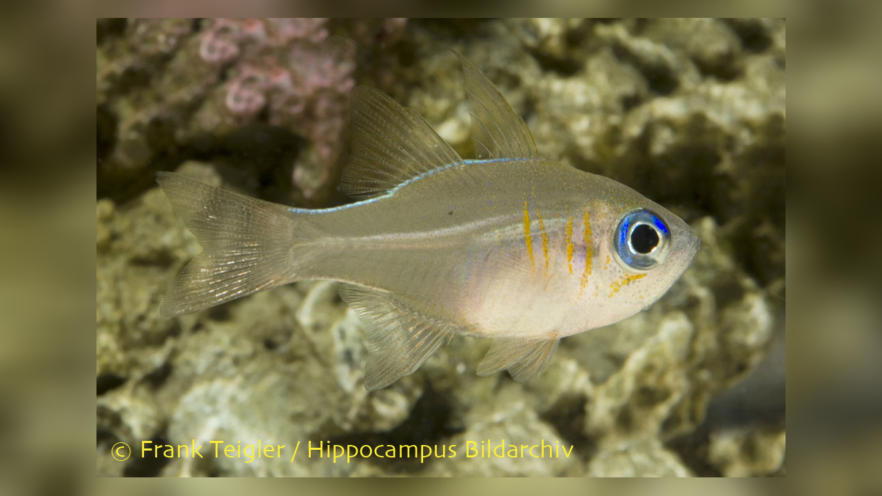 Zoramia leptacantha Threadfin cardinalfish