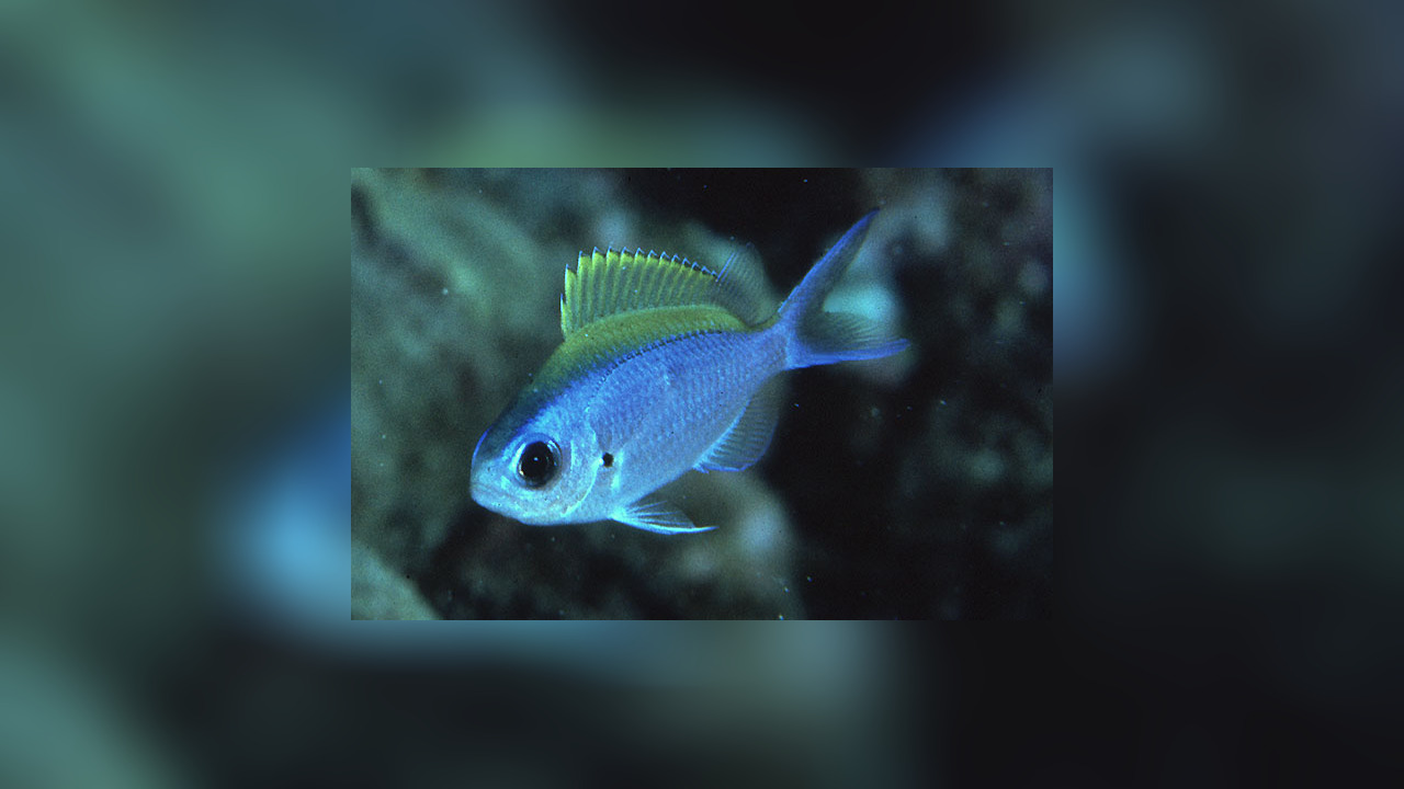 Chromis ovalis Riffbarsch