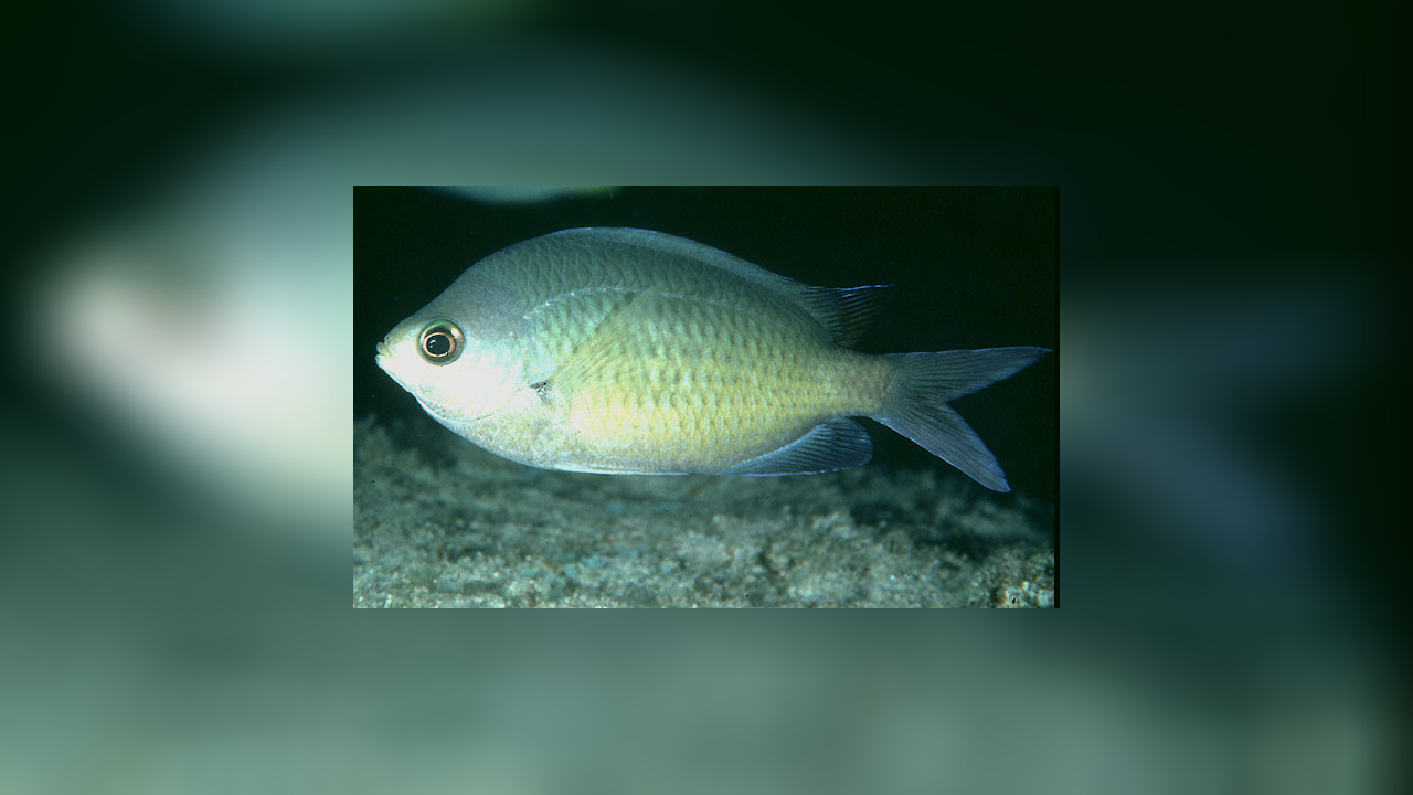 Chromis ovalis Riffbarsch