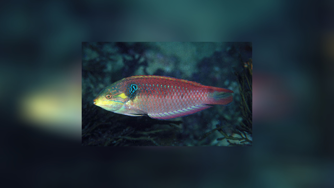 Macropharyngodon vivienae Madagaskar Leopard Lippfisch