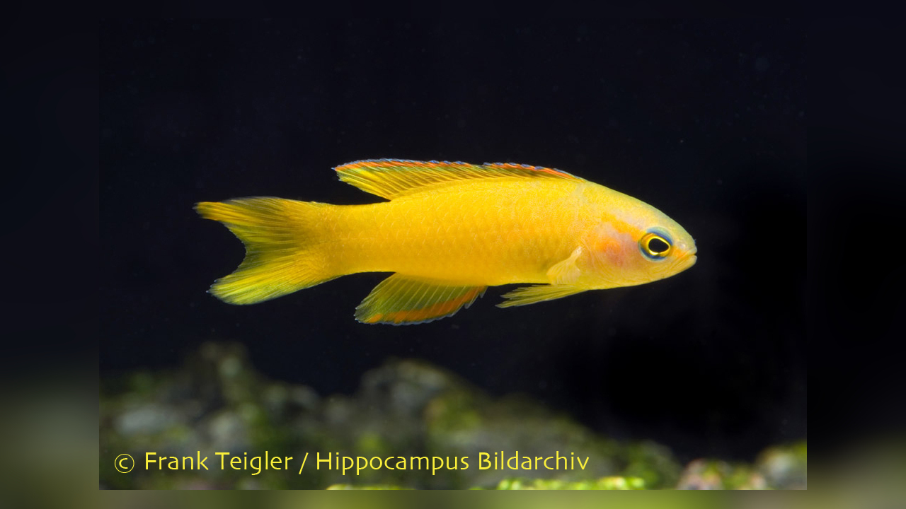 Assessor flavissimus Gold Assessor Basslet, Yellow Assessor, Yellow ...