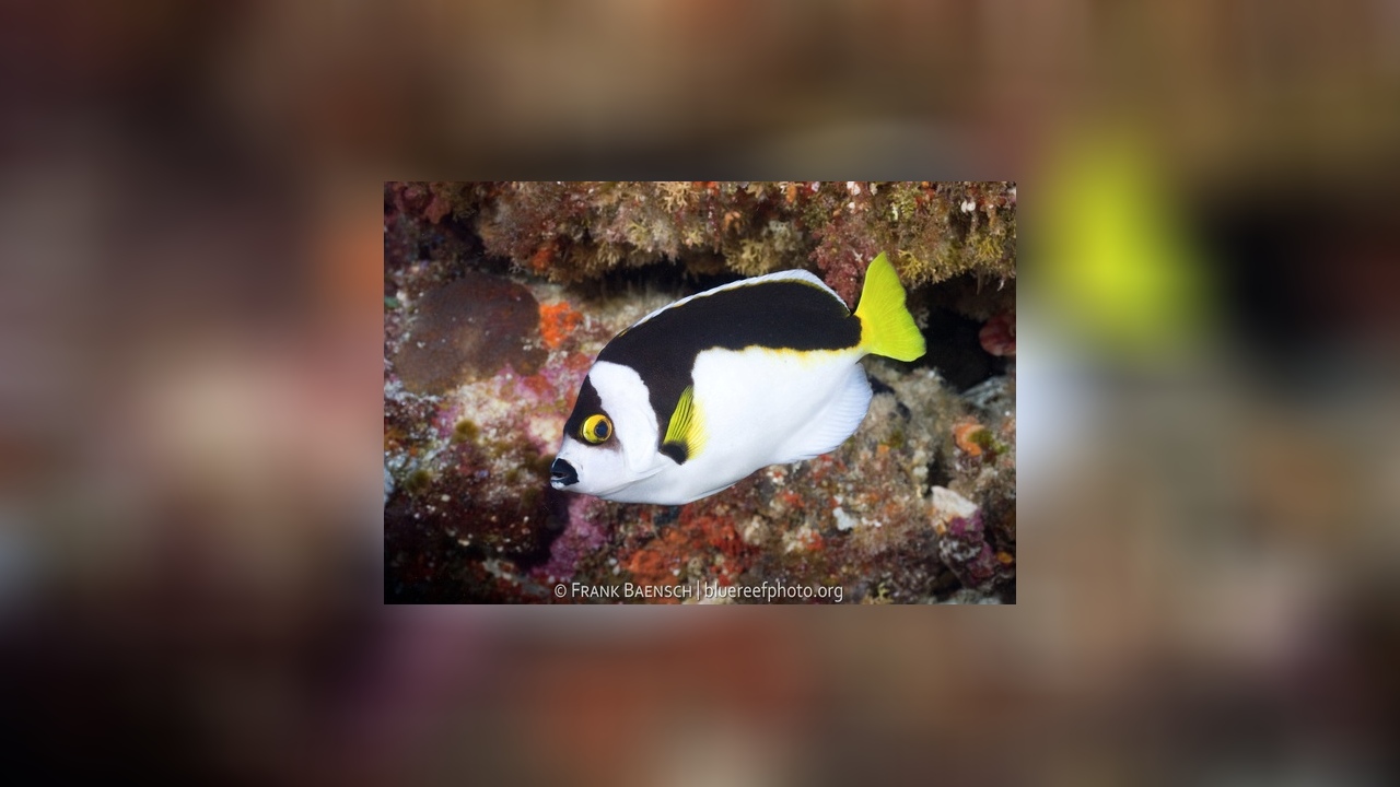 Chaetodontoplus ballinae Ballina Angelfish, Arrow-backed Angel Fish