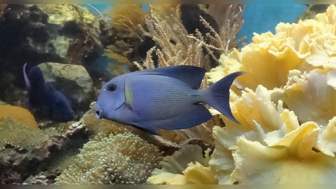 Ctenochaetus striatus