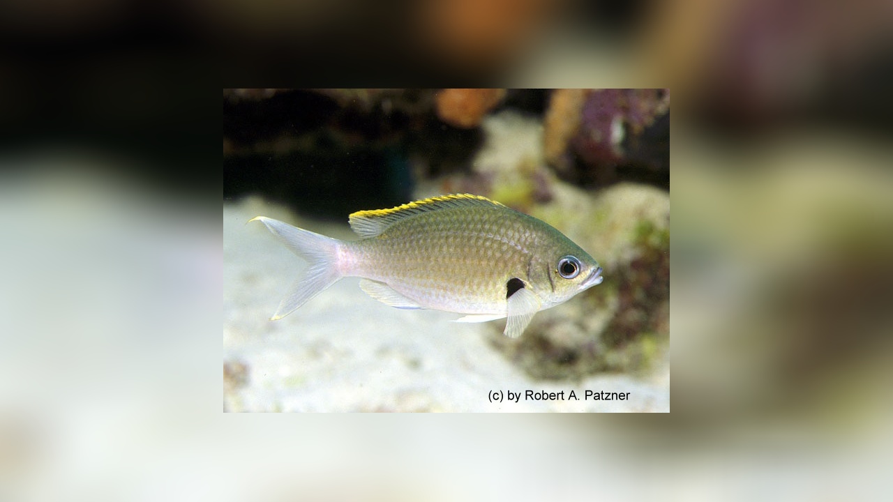 Chromis multilineata Brauner Riffbarsch