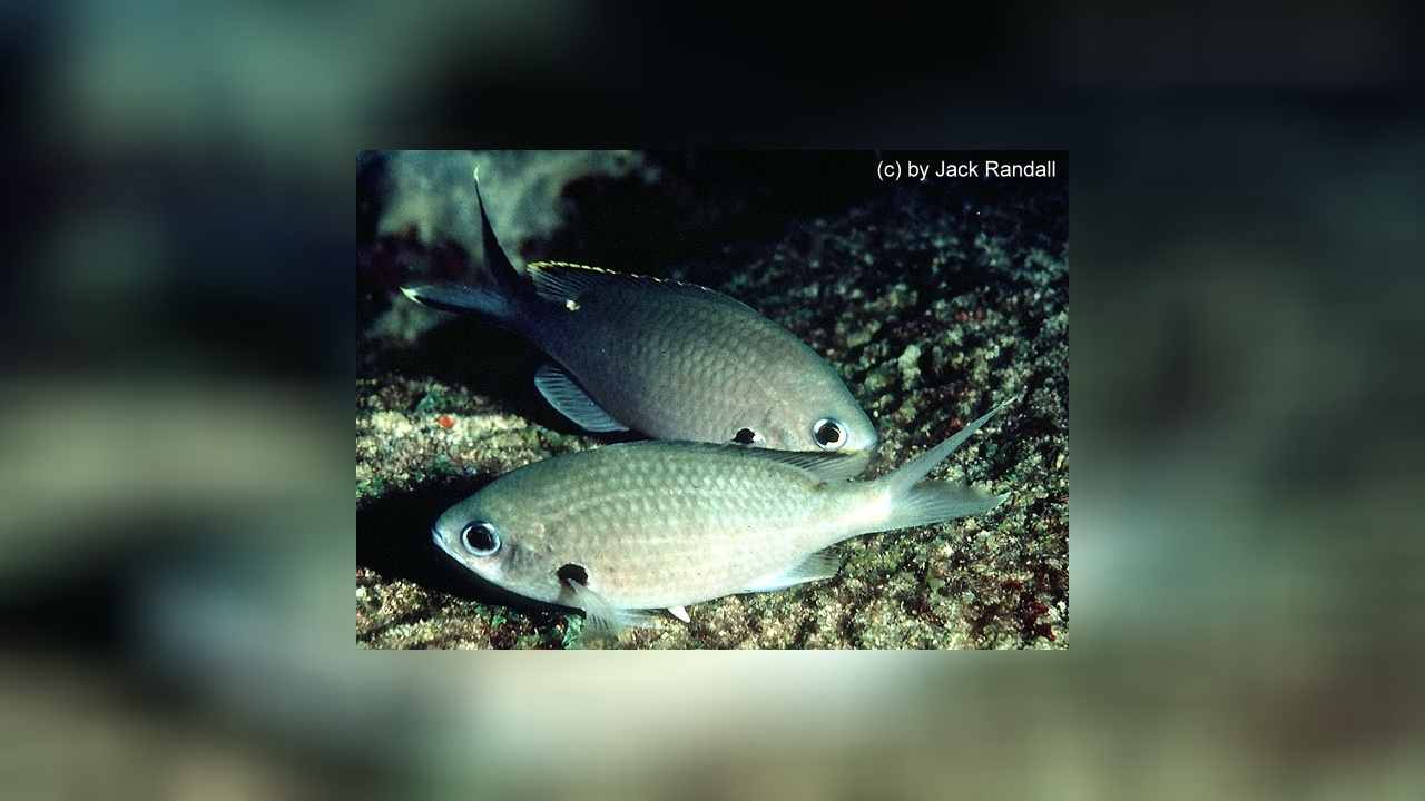 Chromis multilineata Brown chromis