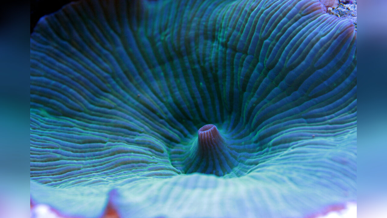 Discosoma sp. 15 Scheibenanemone, grün gestreift