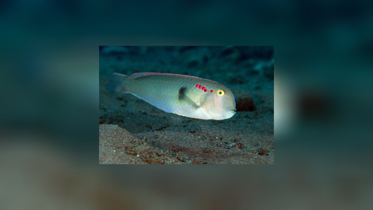 Iniistius pentadactylus Fivefinger razorfish, Fivefinger wrasse, Red ...