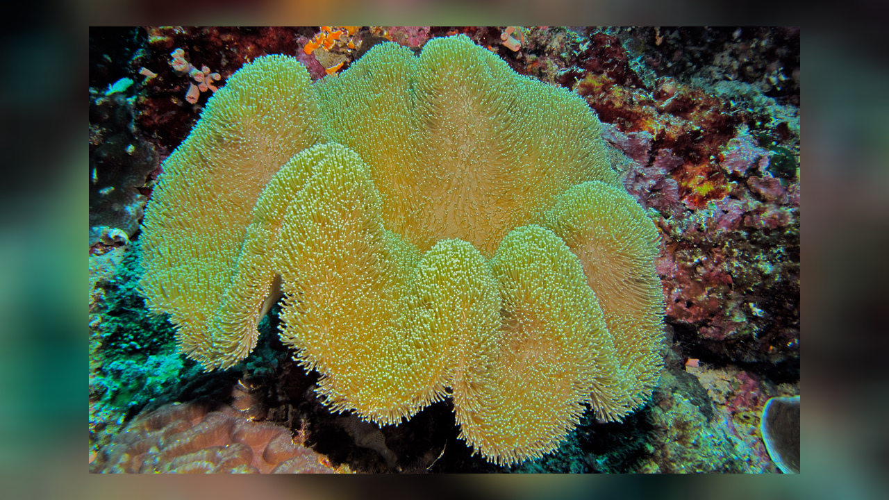 Sarcophyton sp. 07 lether coral