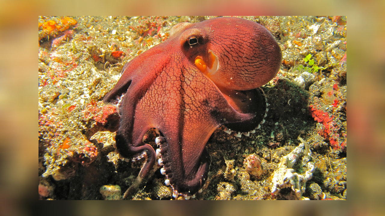 Amphioctopus marginatus Veined octopus, Coconut Octopus