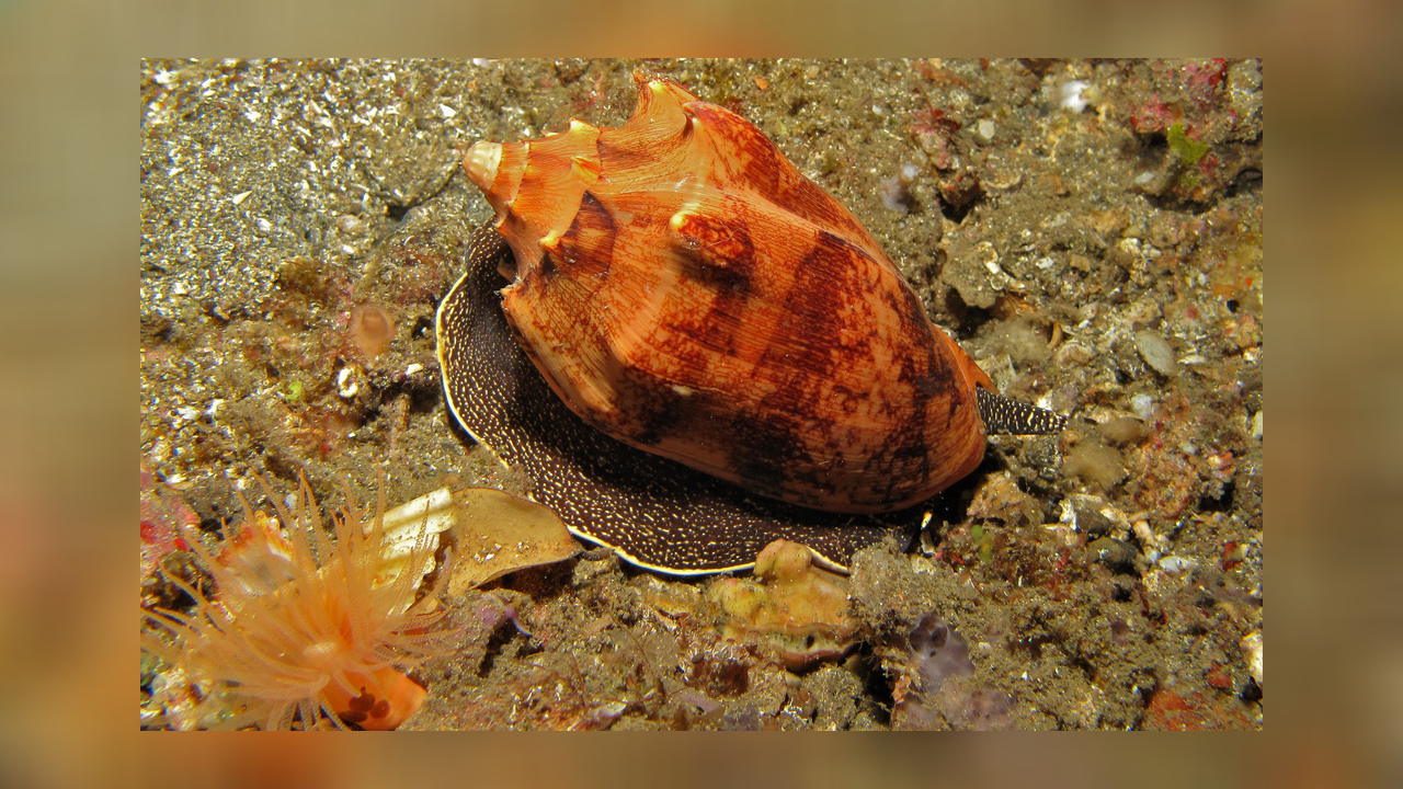 Cymbiola nobilis