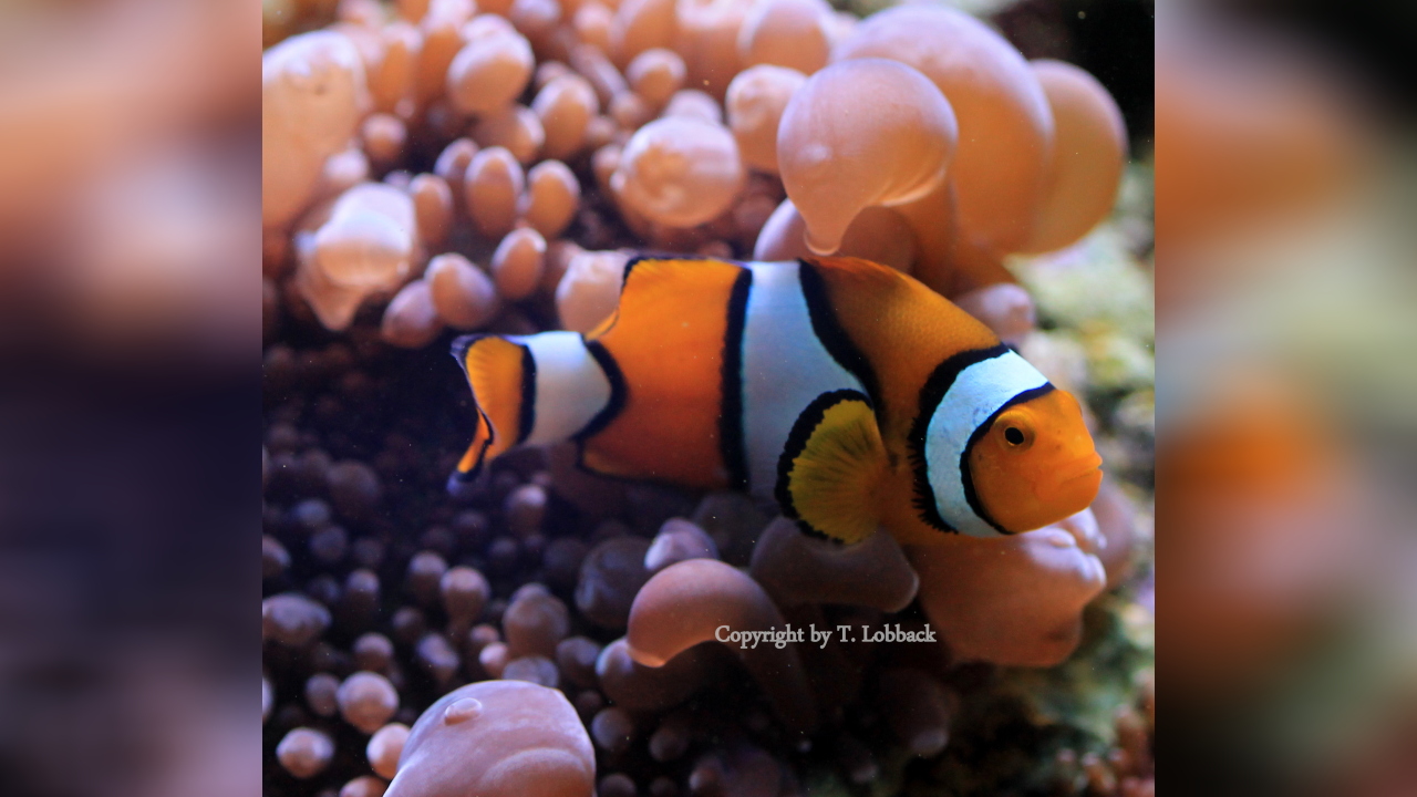 Amphiprion percula Orange clownfisk