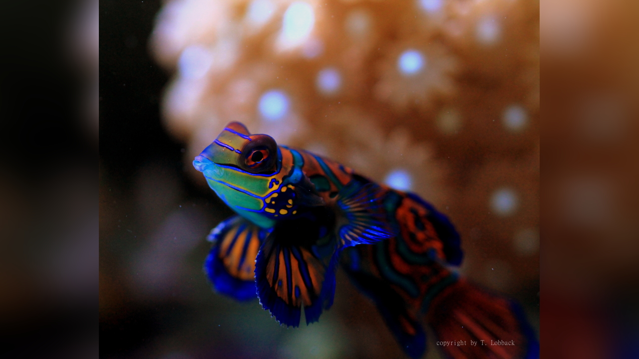 Synchiropus splendidus Mandarinfisch-Leierfisch