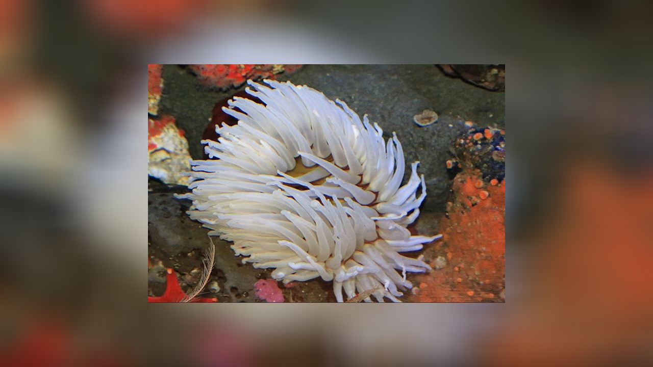 Urticina piscivora Velvety red anemone, Fish-eating Urticina, Fish ...