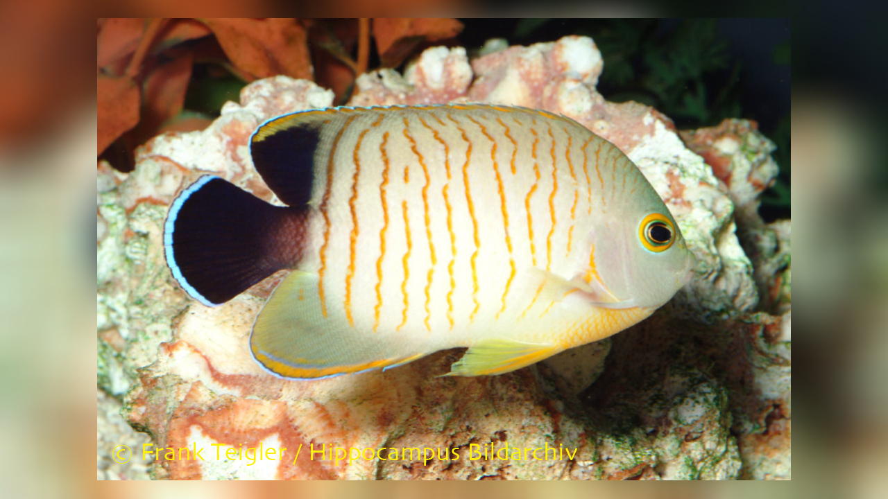 Centropyge eibli Blacktail angelfish