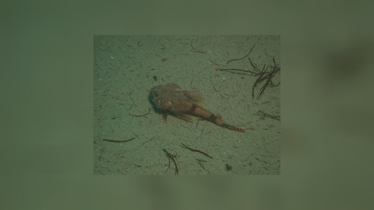 Harpagifer antarcticus Antarktisraubfisch