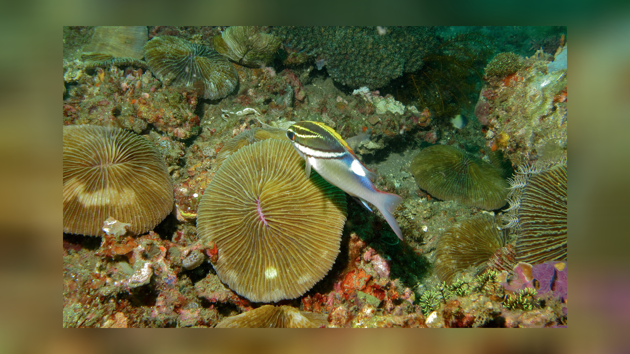 Scolopsis bilineata Bridled Monacle Bream, Bridled Spine-cheek, Double ...