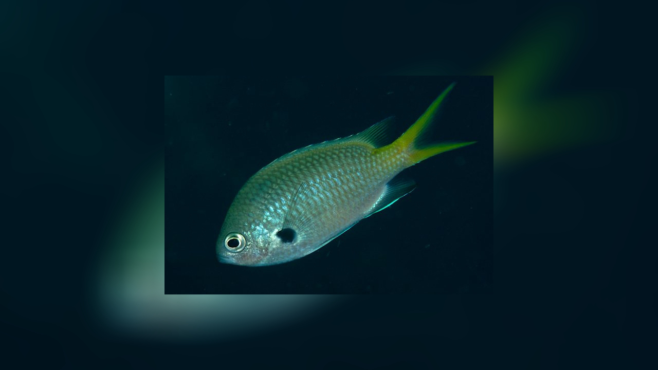 Chromis flavomaculata Yellow-spotted Chromis, Yellow-tail Puller