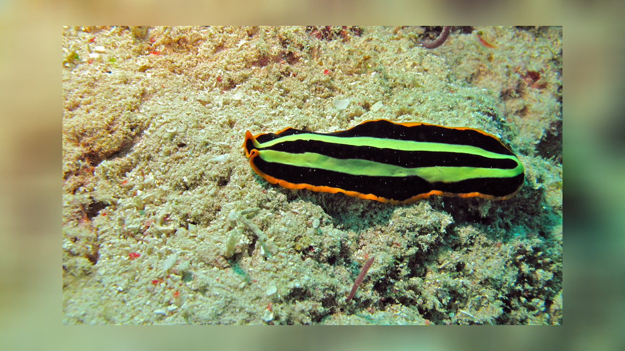 Pseudoceros dimidiatus Divided flatworm