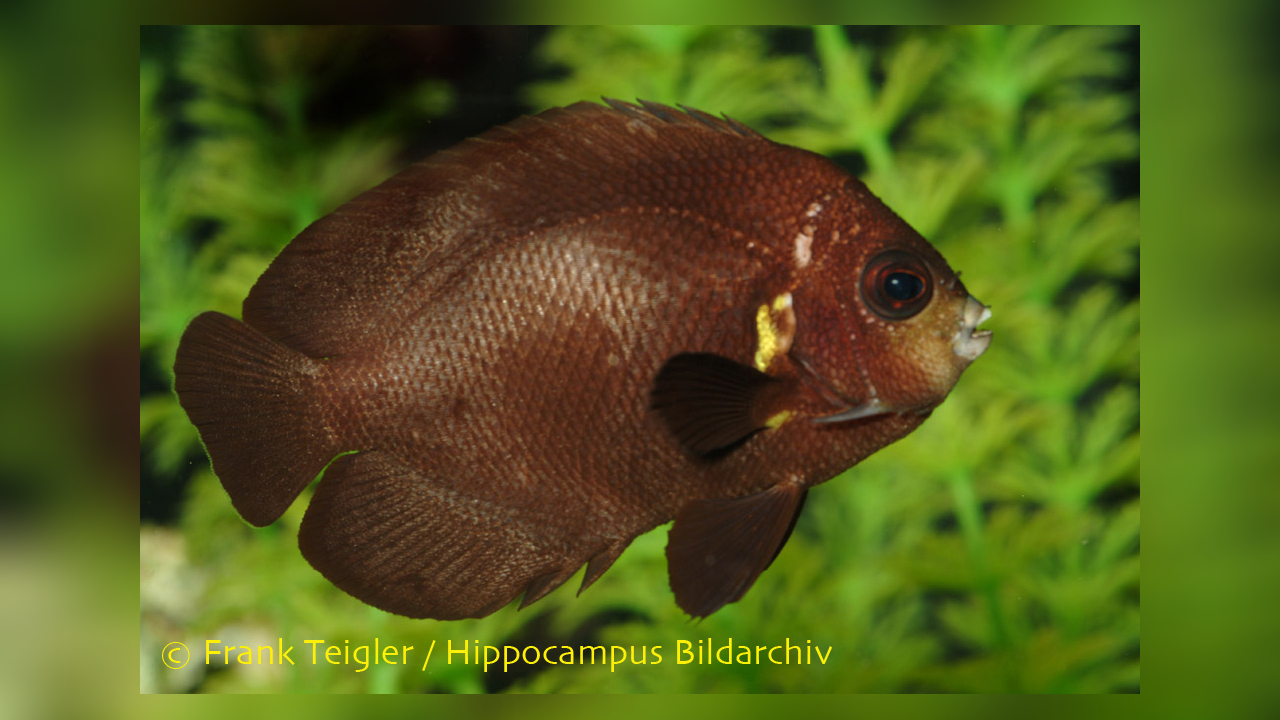 Centropyge nox Midnight angelfish