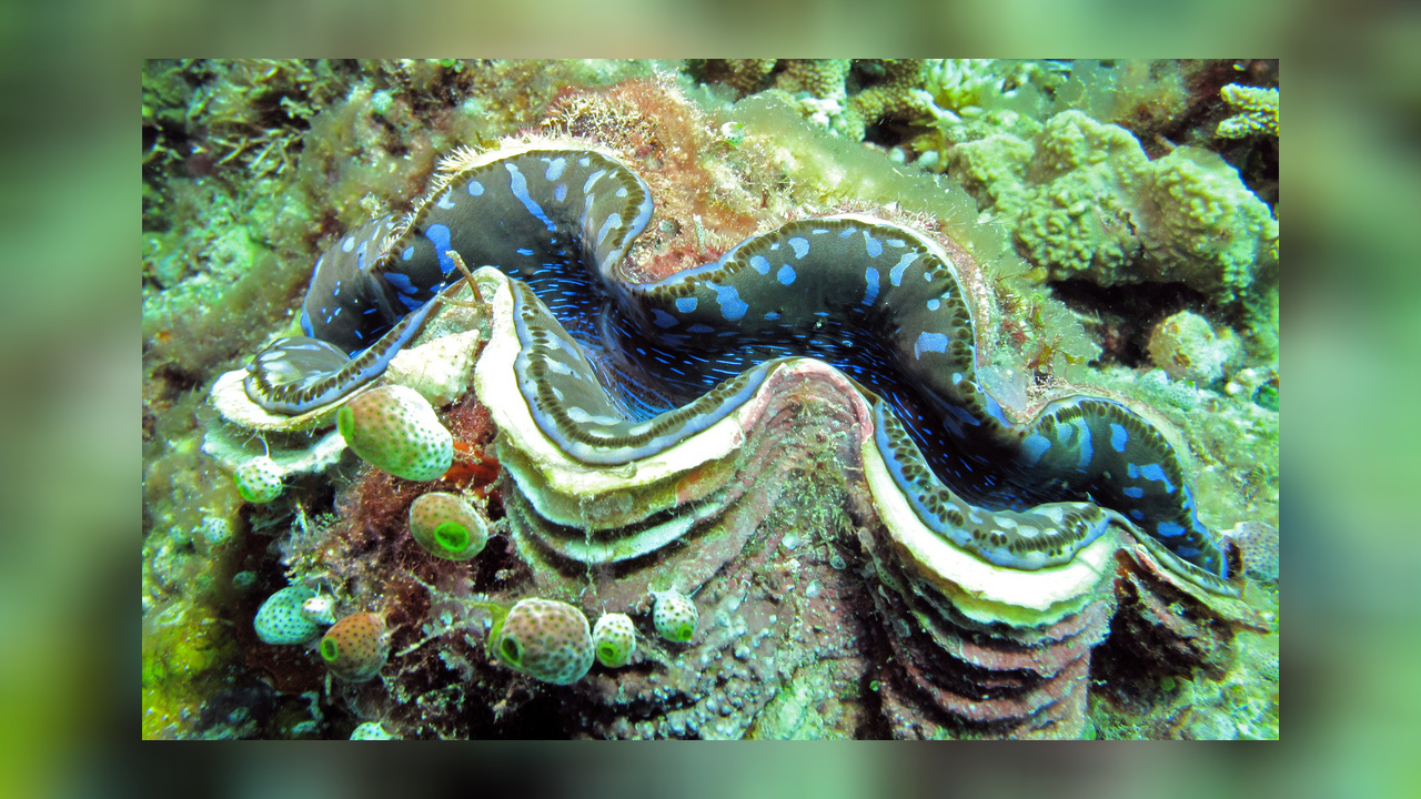 Tridacna maxima