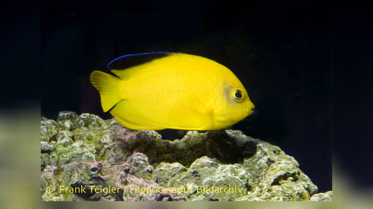Centropyge woodheadi Woodhead's Angelfish, Pygmy Angelfish, Yellow ...