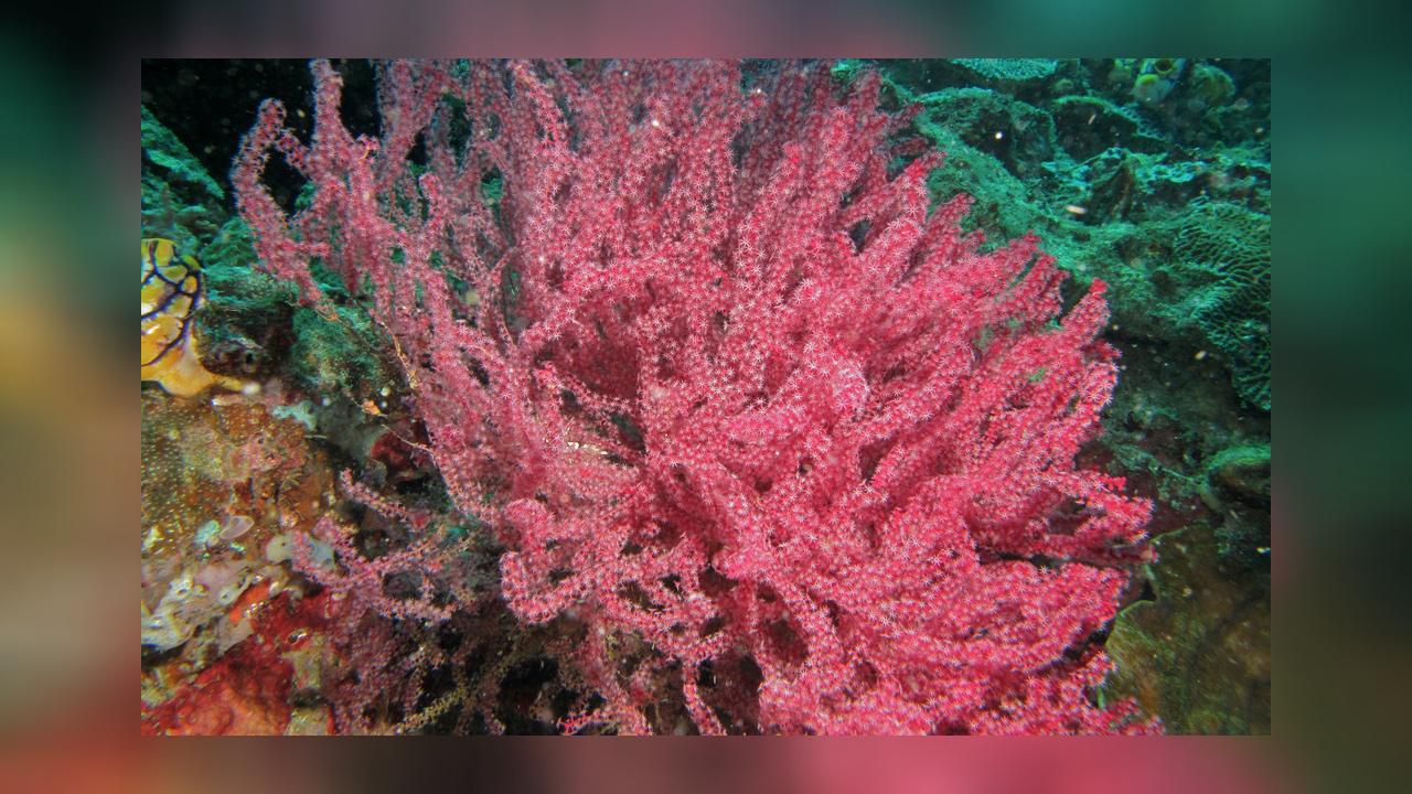 Melithaea sp. 03 Knotiger Seefächer