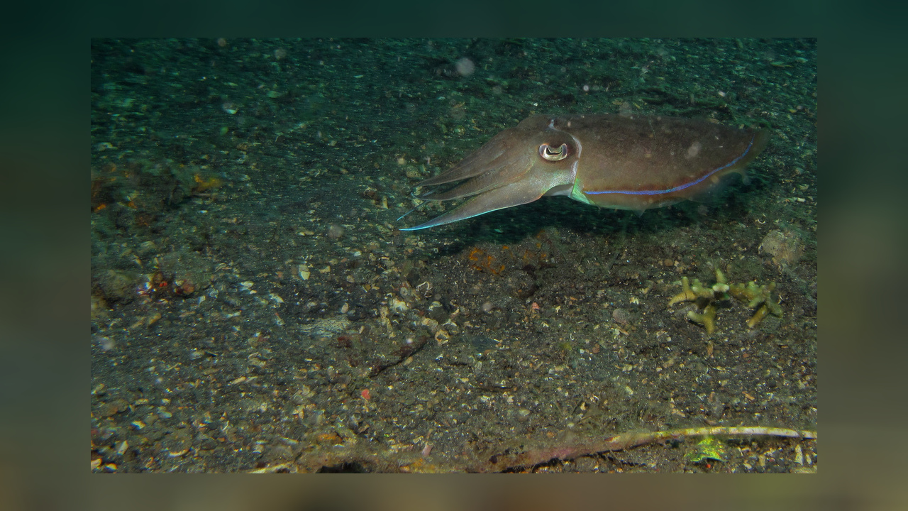 Sepia esculenta Golden cuttlefish