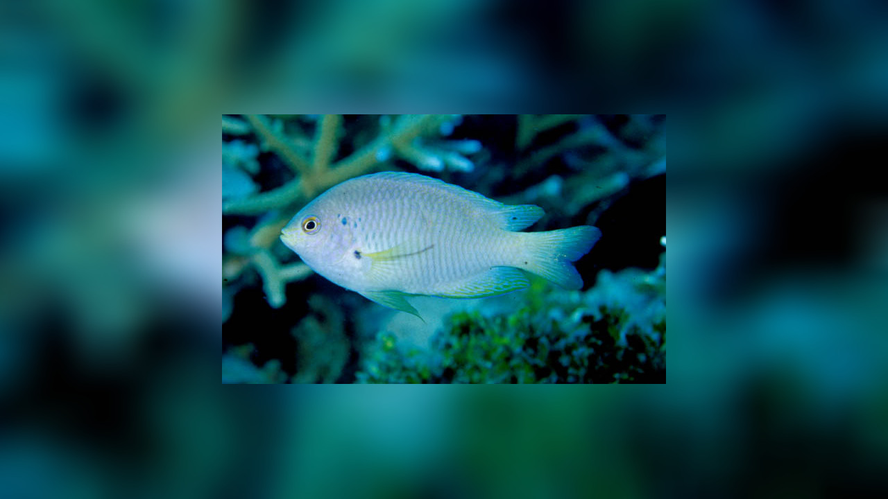 Pomacentrus adelus Obscure damsel