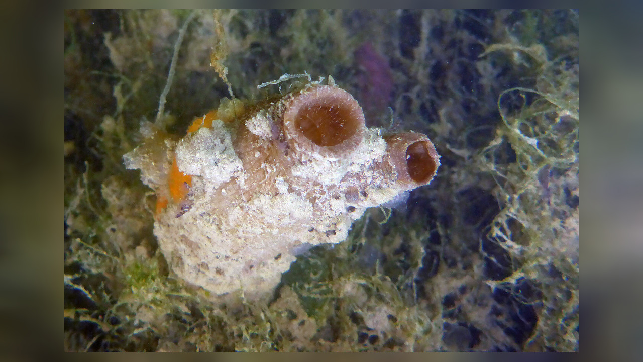 Styela clava rough sea squirt, leathery sea squirt, folded sea squirt