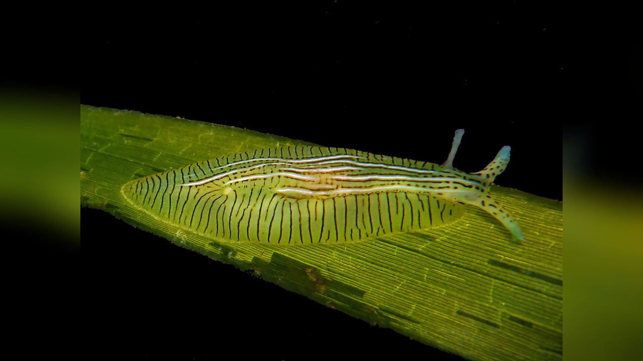 Phyllaplysia taylori Eelgrass Sea hare, Zebra Leafslug