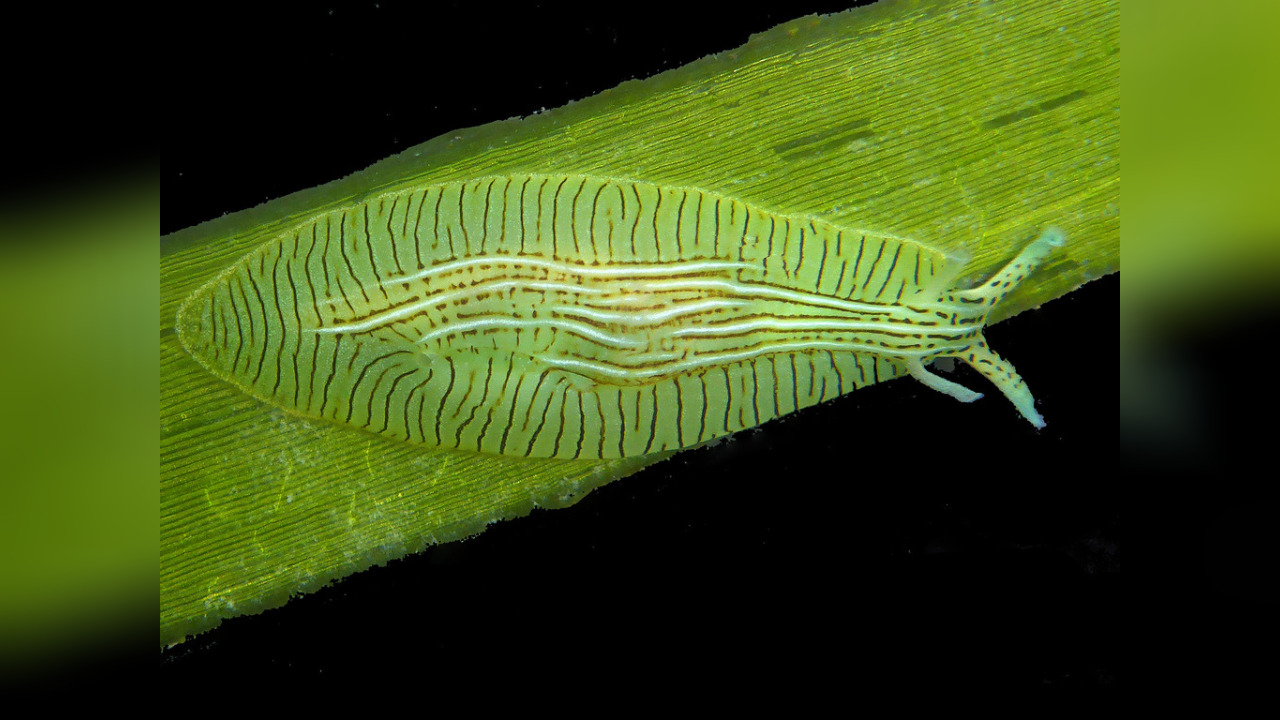 Phyllaplysia taylori Eelgrass Sea hare, Zebra Leafslug