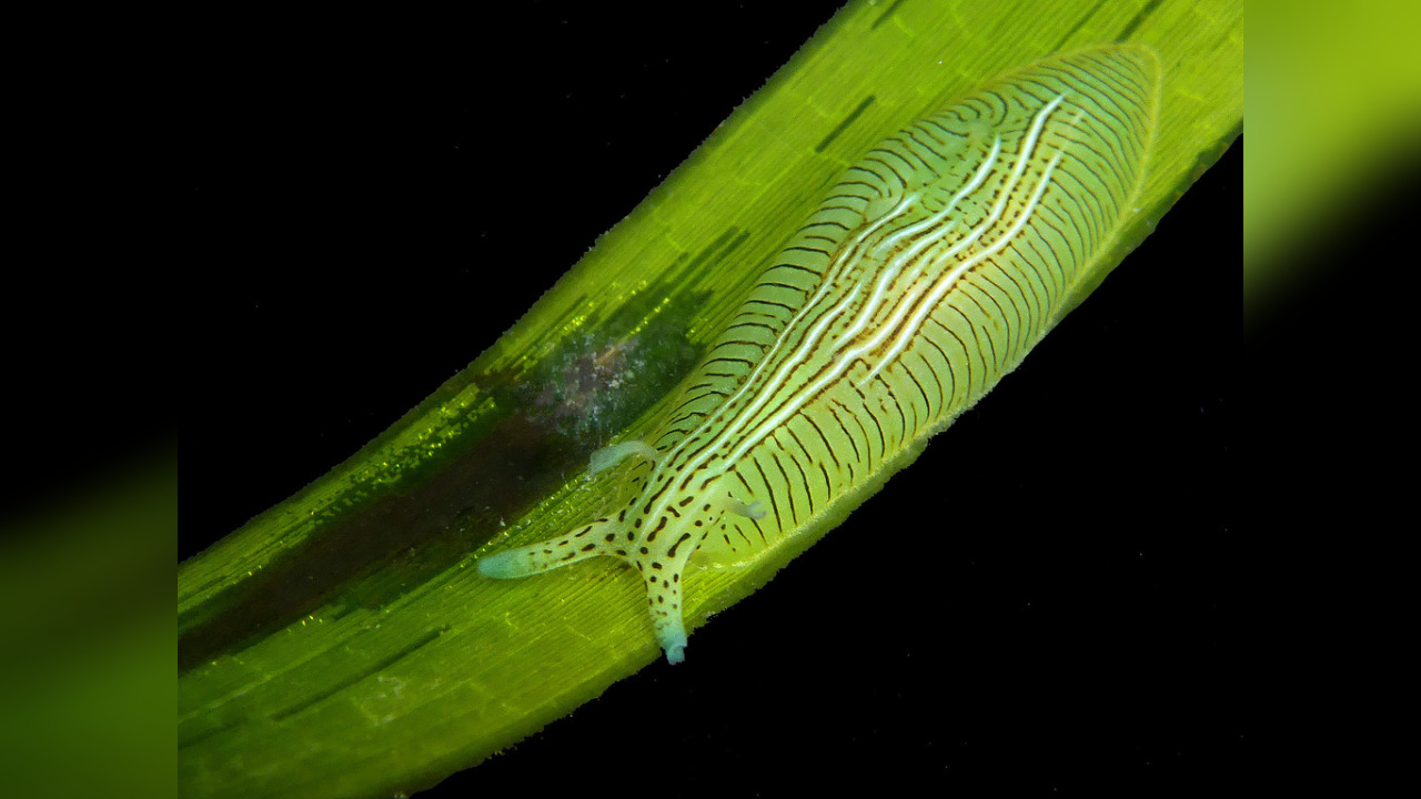 Phyllaplysia taylori Eelgrass Sea hare, Zebra Leafslug