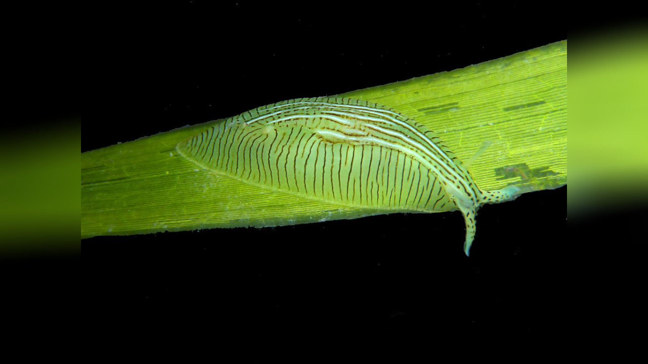 Phyllaplysia taylori Seehase