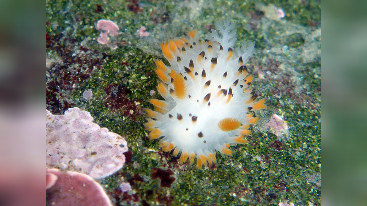 Crimora coneja Rabbit Doris