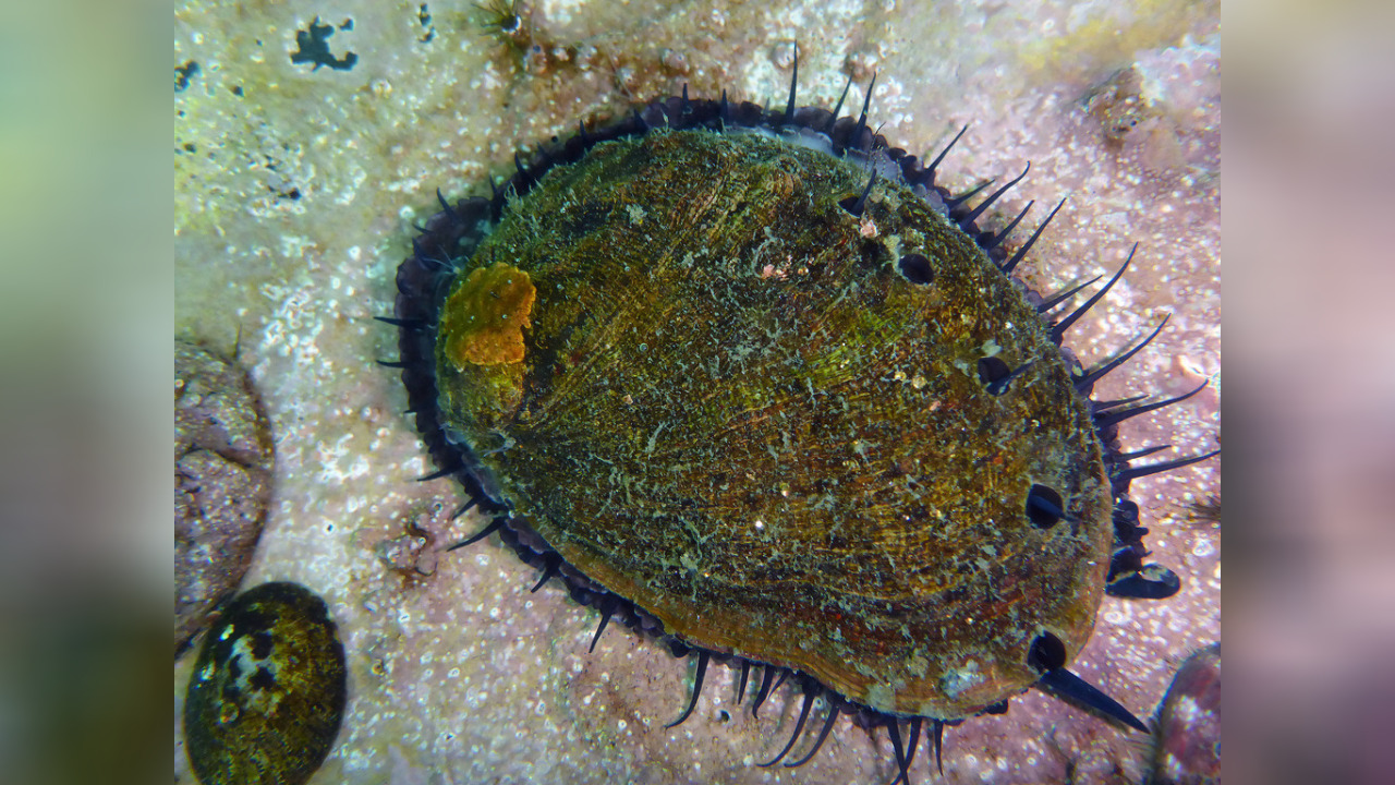 Haliotis rufescens Rotes Seeohr