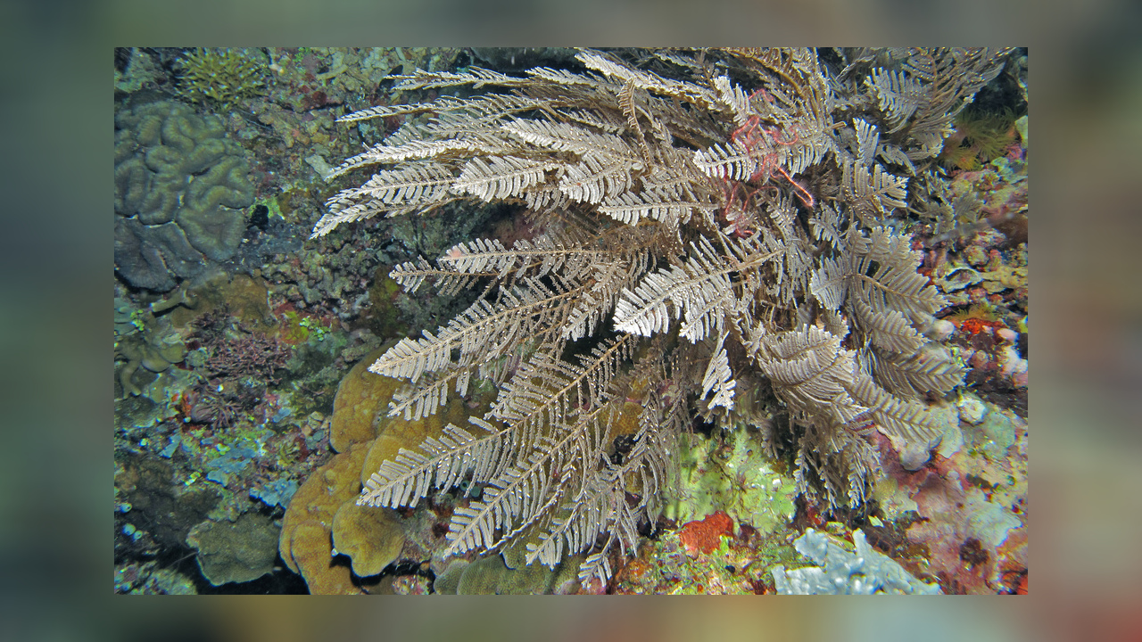 Aglaophenia cupressina Stinging Hydroids