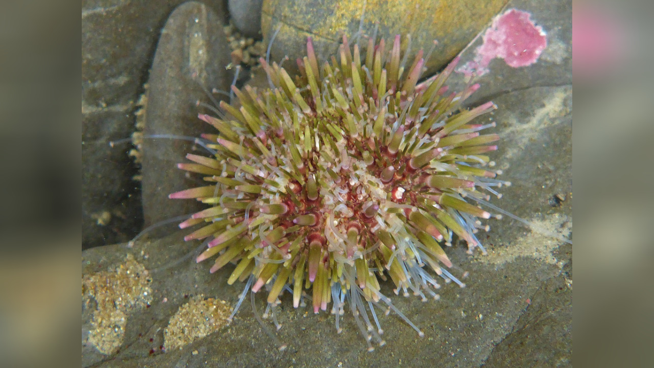 Strongylocentrotus purpuratus