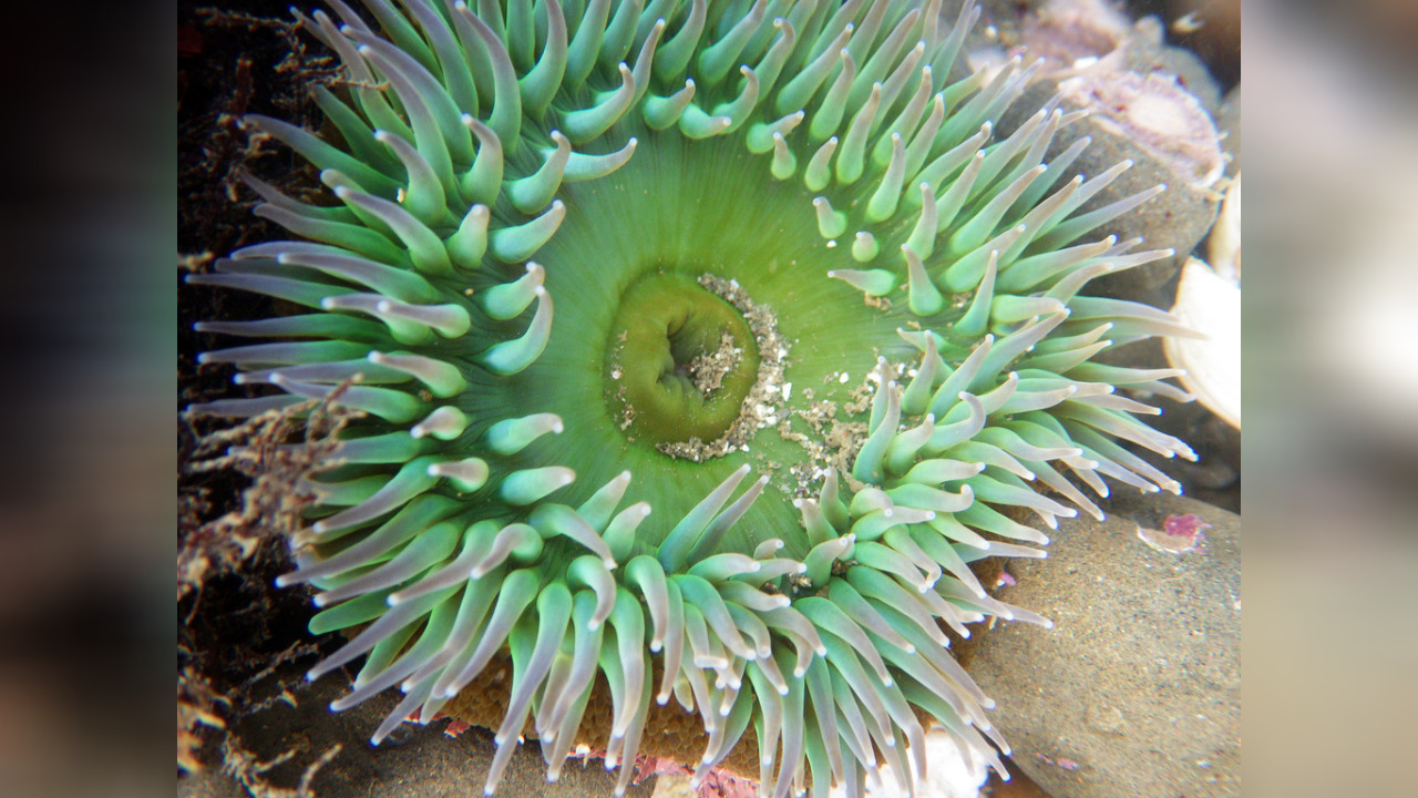 Anthopleura xanthogrammica Green Anemone