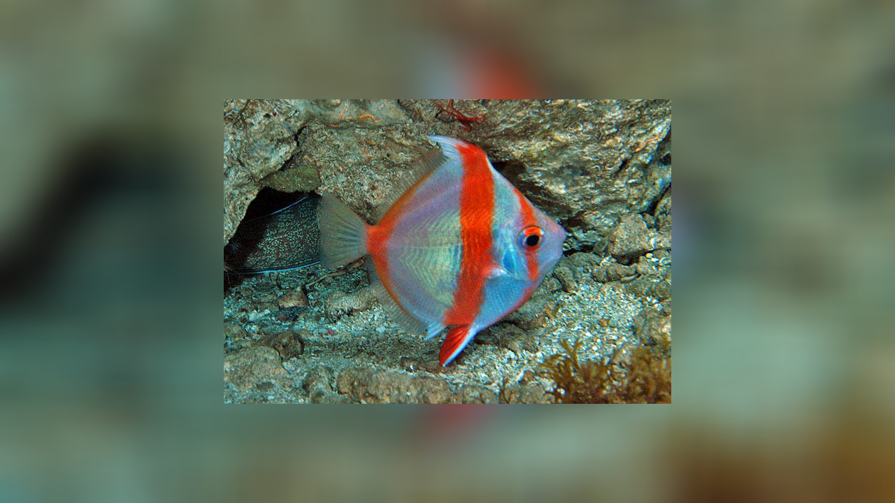 Antigonia capros Deepbody boarfish