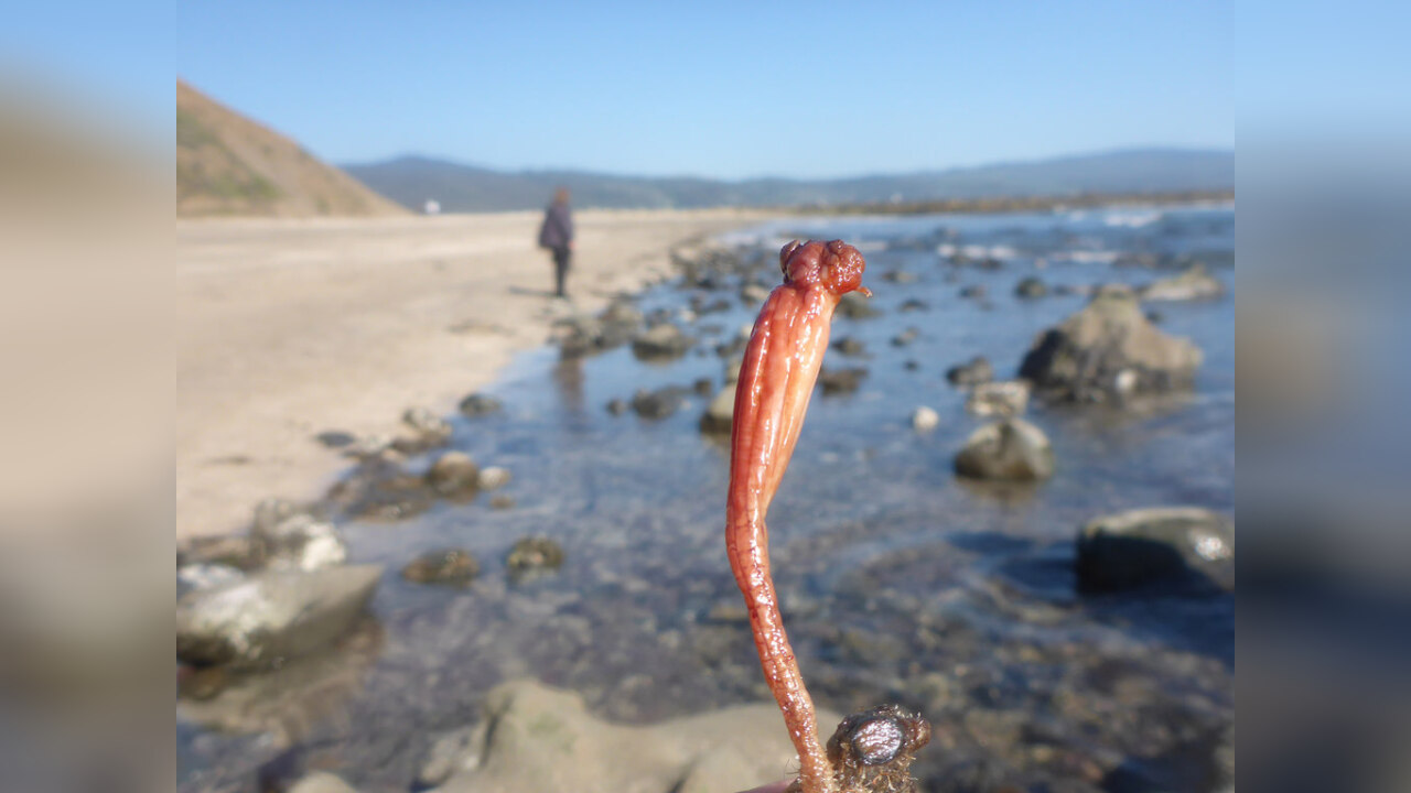 Styela montereyensis Langstielige Seescheide, Monterey Seescheide