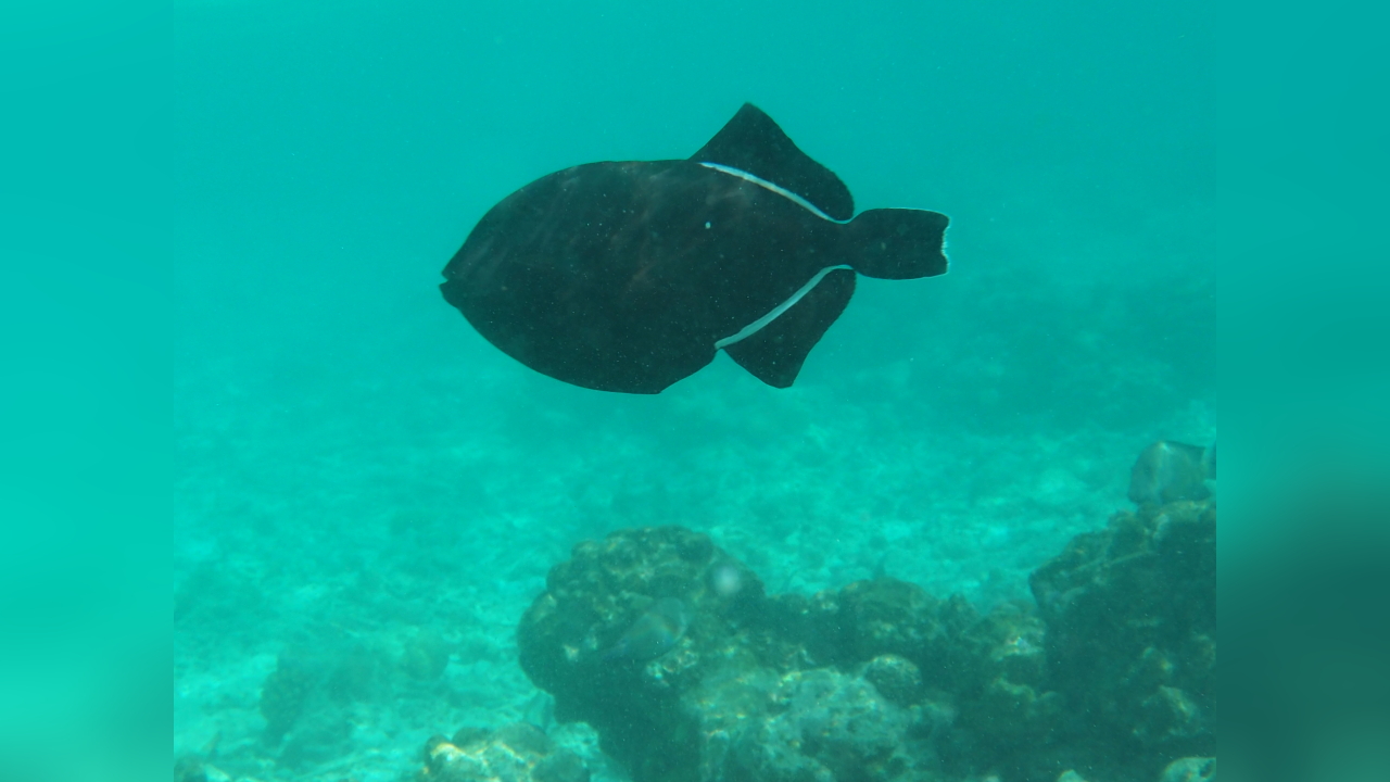Melichthys indicus Indian triggerfish